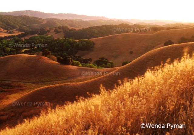 Wenda Pyman | Moraga Art Gallery