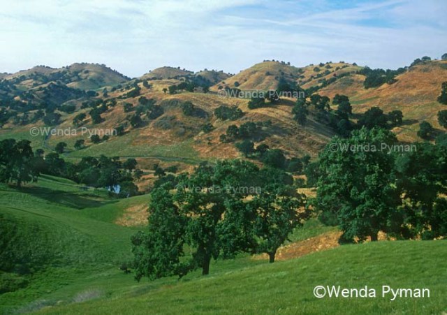 Wenda Pyman | Moraga Art Gallery