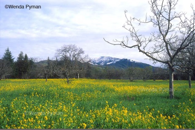 Wenda Pyman | Moraga Art Gallery