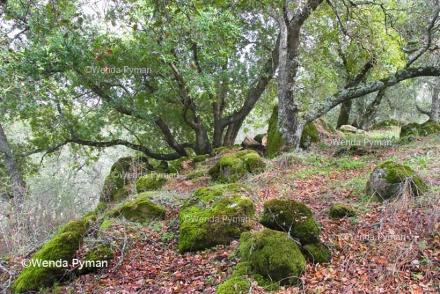 Wenda Pyman | Moraga Art Gallery